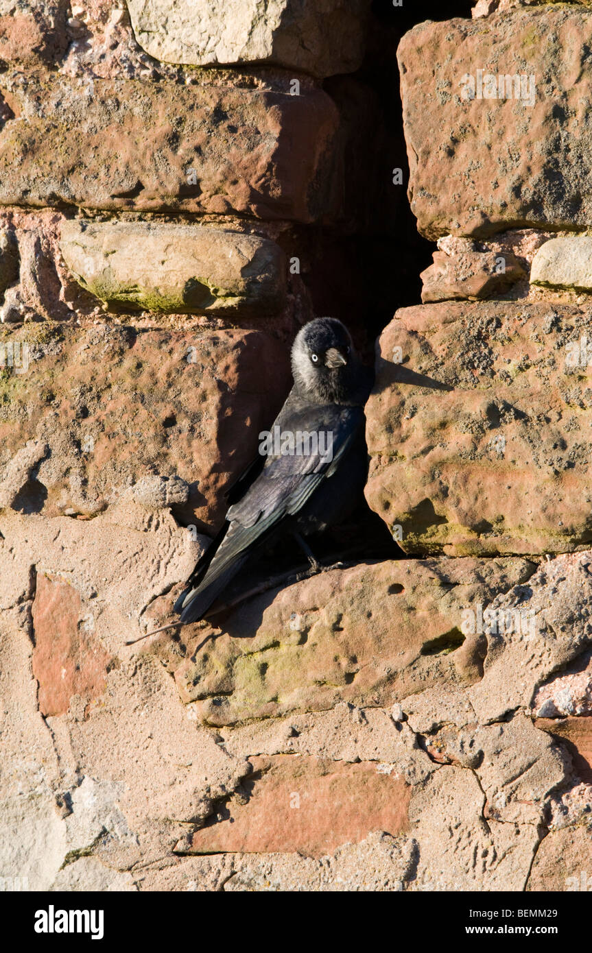 Jackdaw nest hi-res stock photography and images - Alamy