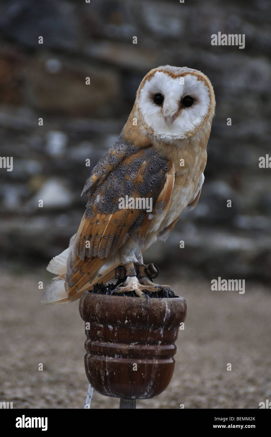 Tethered bird hi-res stock photography and images - Alamy