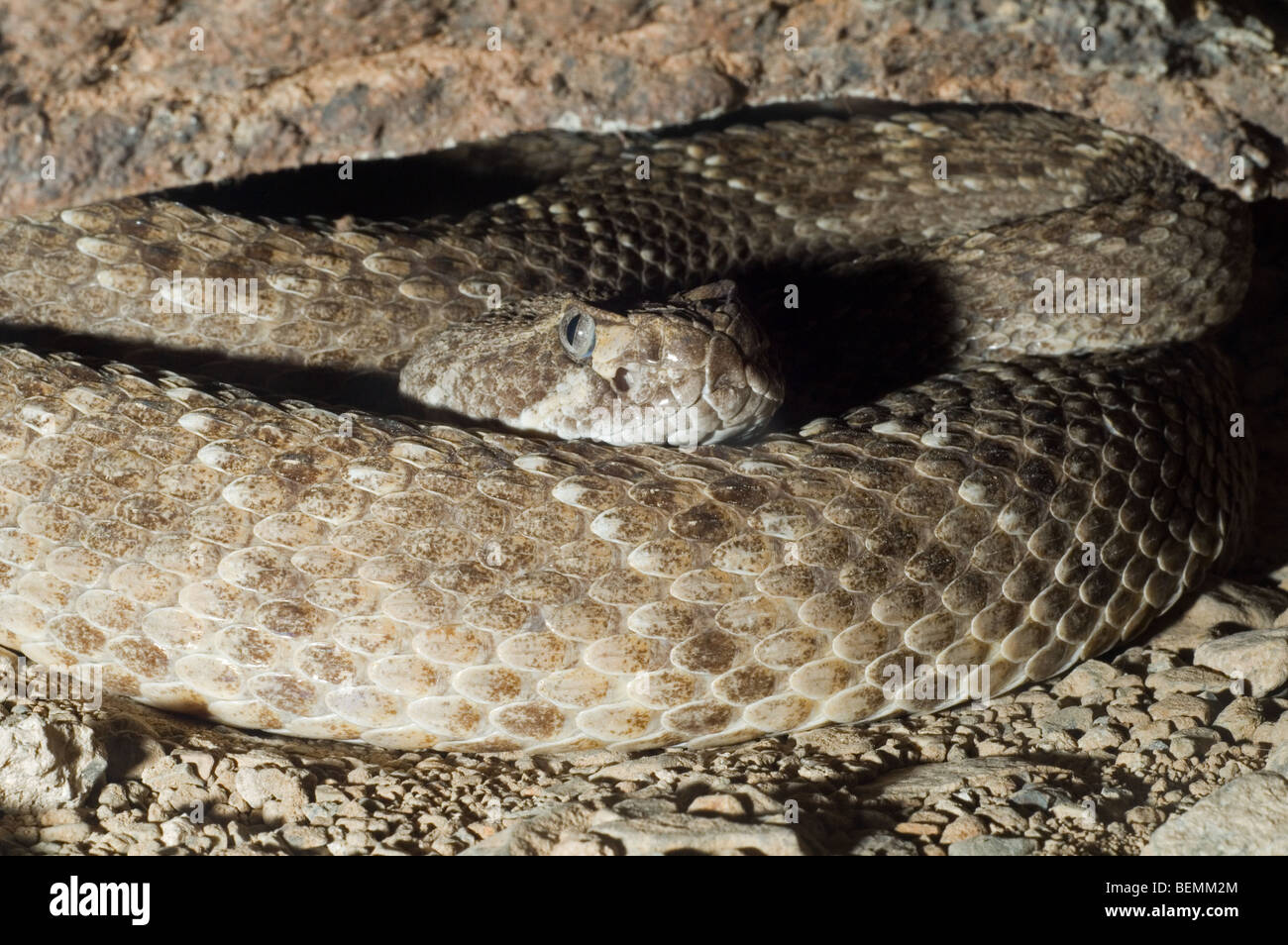 Western diamondback rattlesnake (Crotalus atrox) lying curled up in ...