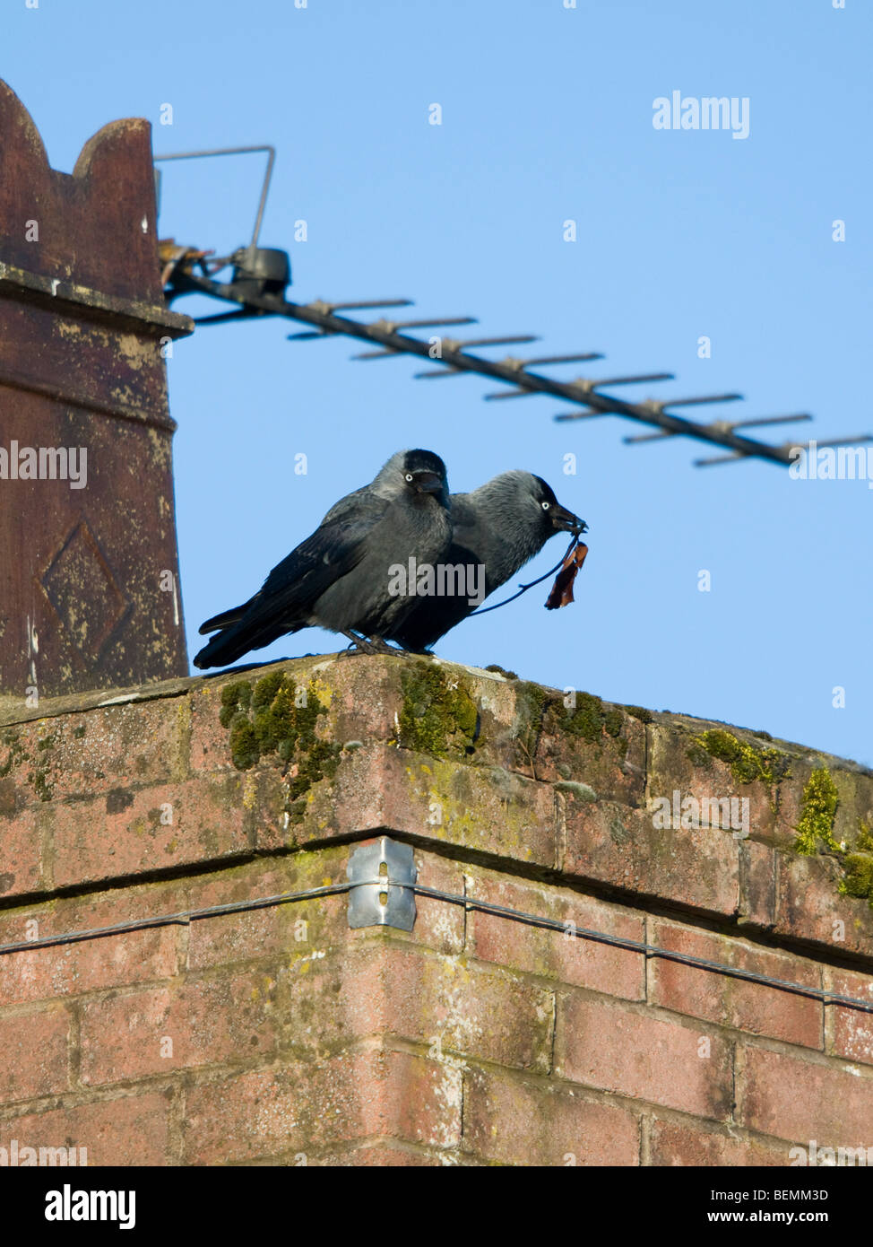 Jackdaw nest hi-res stock photography and images - Alamy