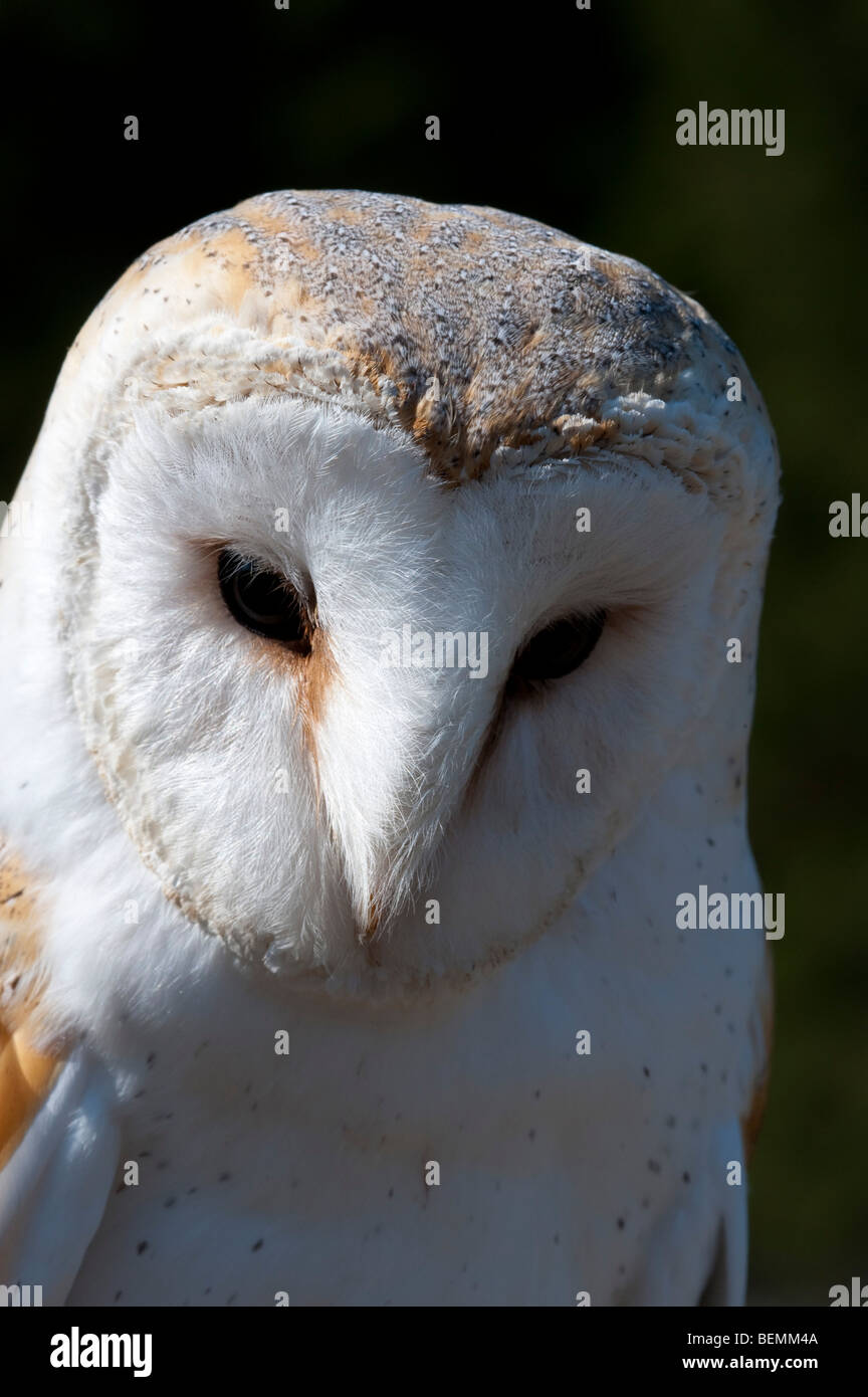 Adult female owl hi-res stock photography and images - Alamy