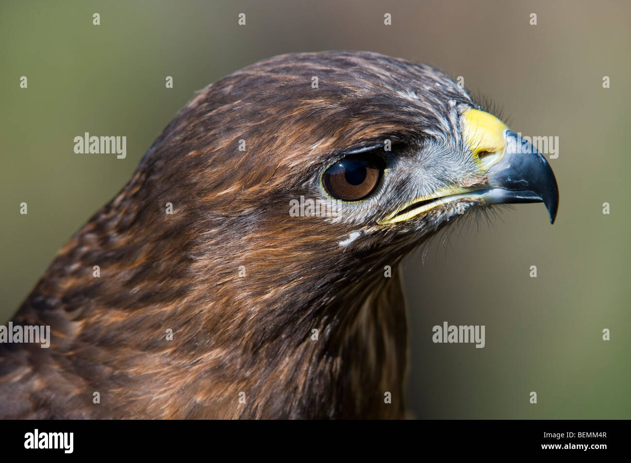 Female brown streaked hi-res stock photography and images - Alamy