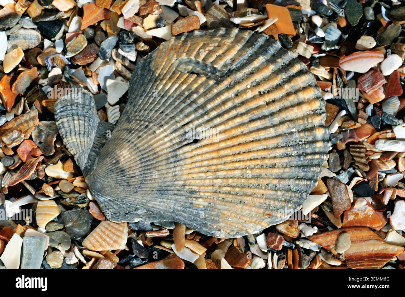 Chlamys hi-res stock photography and images - Alamy