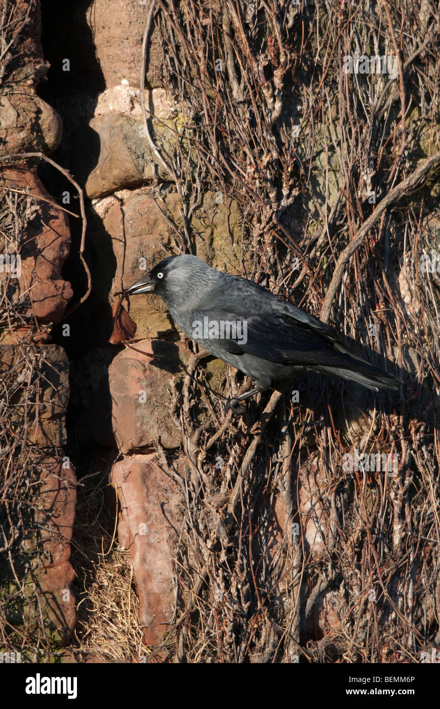 Jackdaw nest hi-res stock photography and images - Alamy