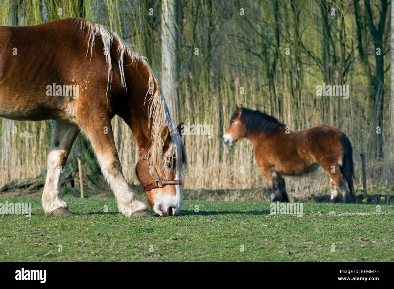 Two Ardennes or Ardennais draft / draught horse / cart horses (Equus ...