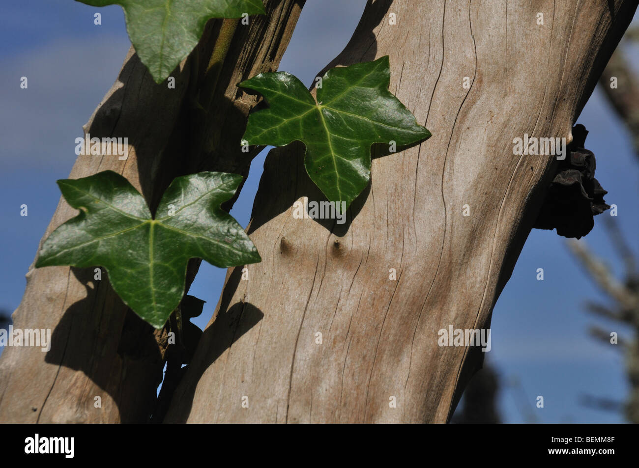 Dead tree ivy hi-res stock photography and images - Alamy