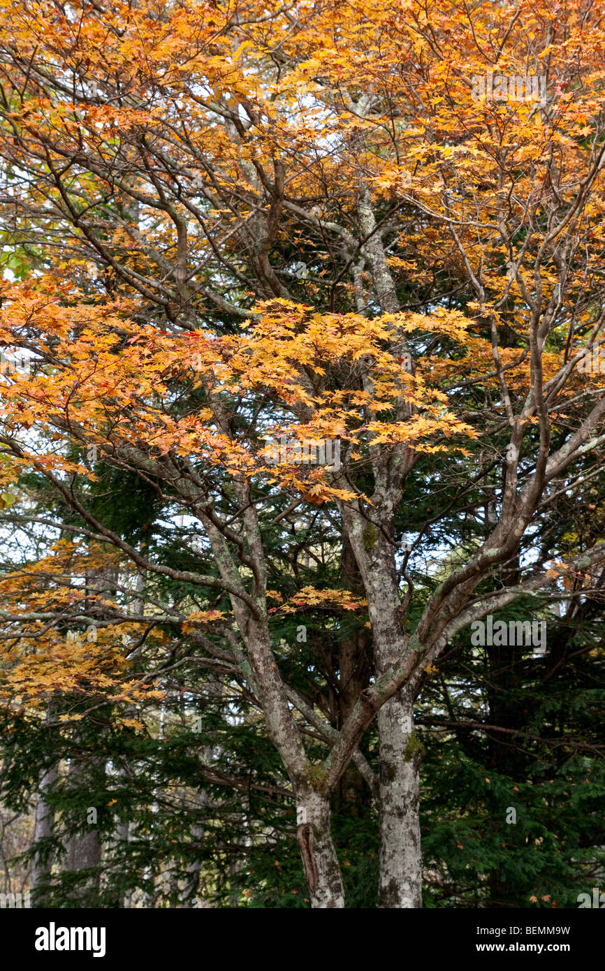 Japanese Maple showing its autumn colours in Togakushi, Japan Stock ...