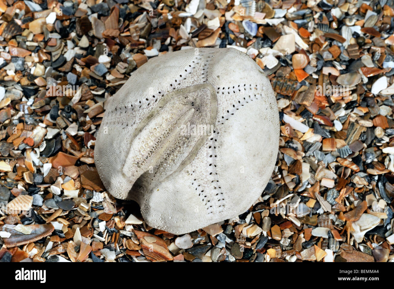 Sea potato / Heart urchin (Echinocardium cordatum) shell washed on ...