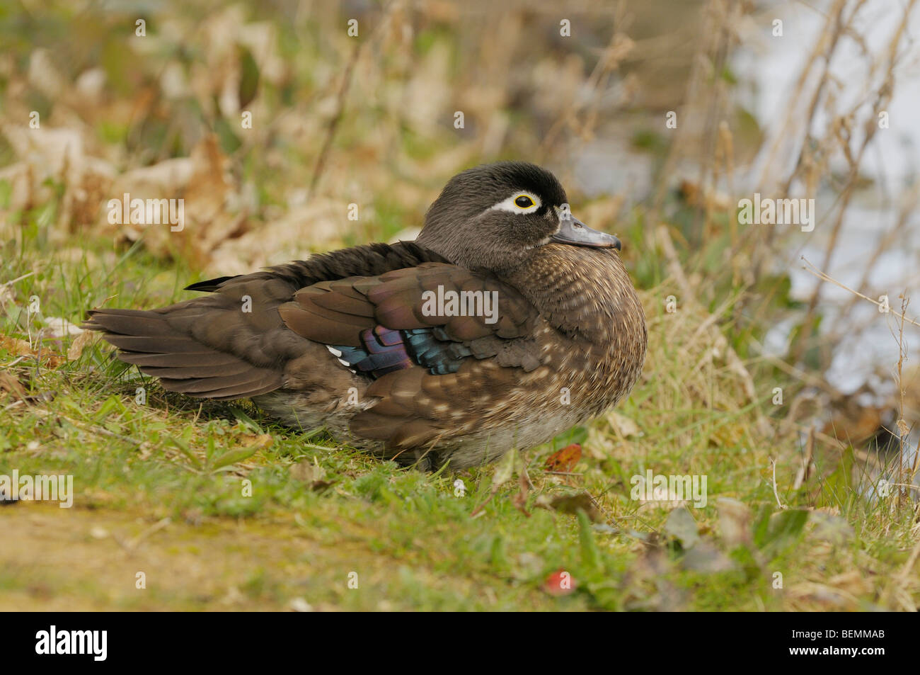 Carolina Wood Duck Aix sponsa Female Photographed in England Stock ...