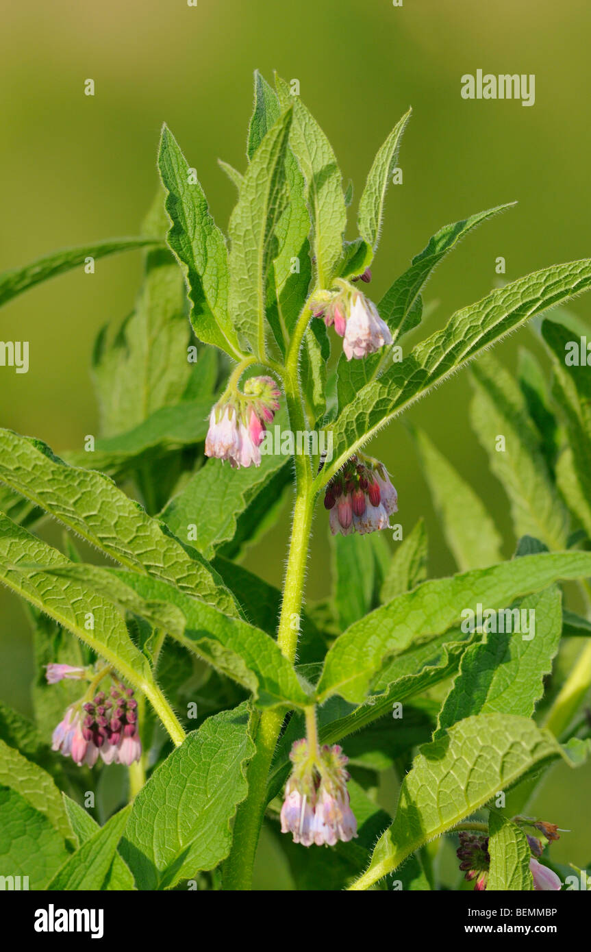 Comfrey Symphytum officinale In flower Photographed in UK Stock Photo ...