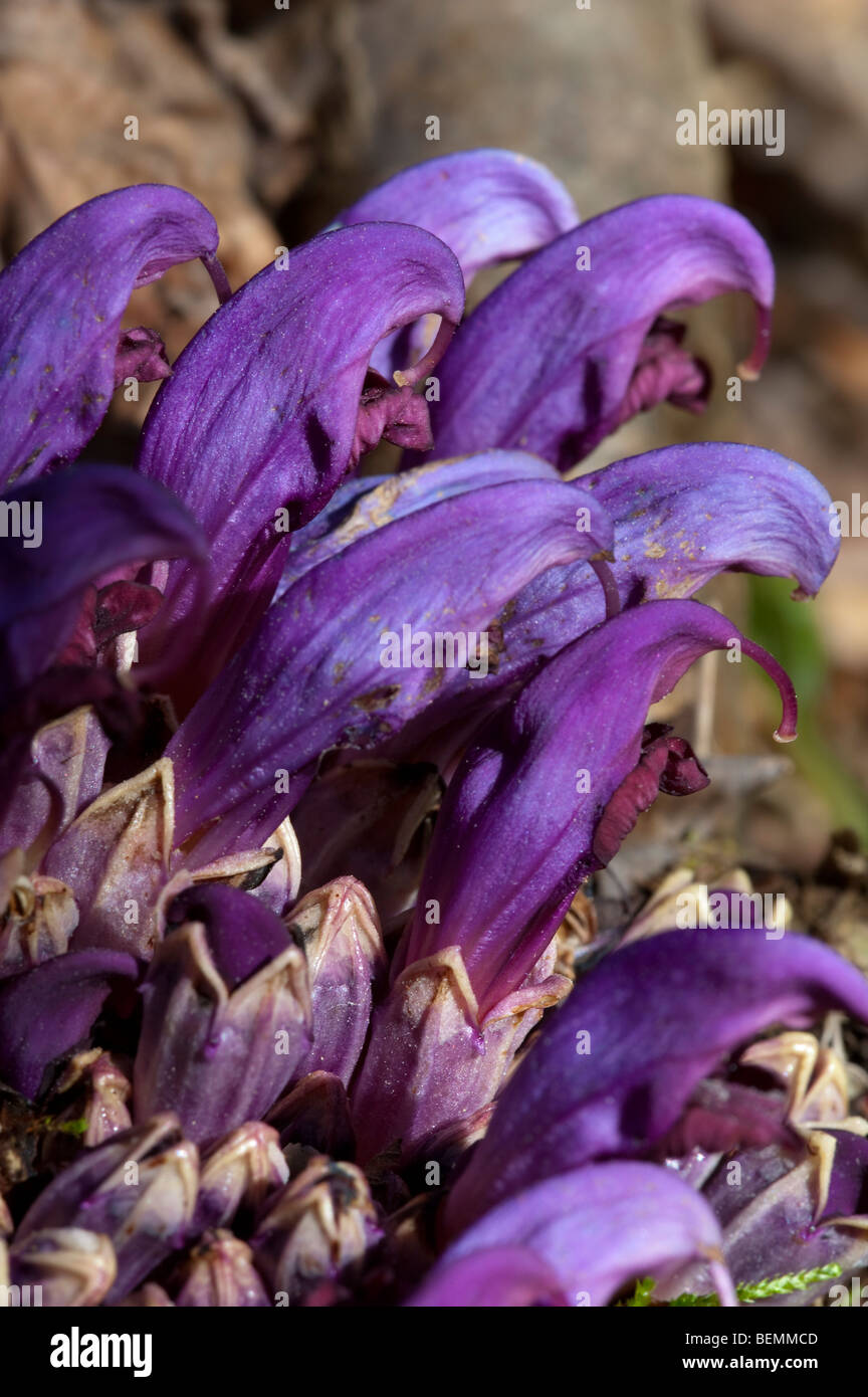Purple toothwort parasitic plant hi-res stock photography and images ...