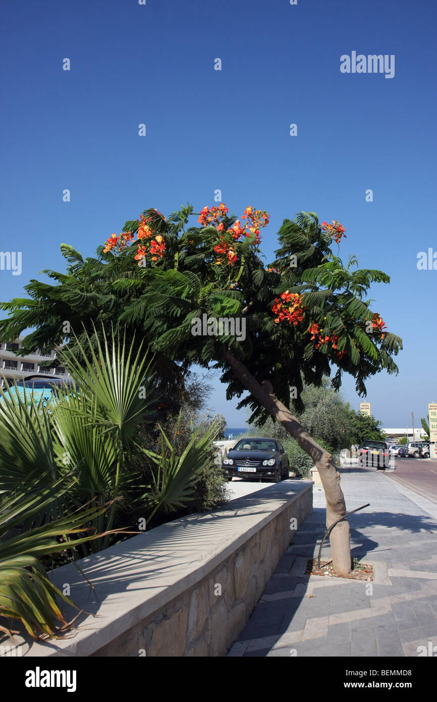 Tree with red flowers on a street in Protaras, Cyprus Stock Photo - Alamy