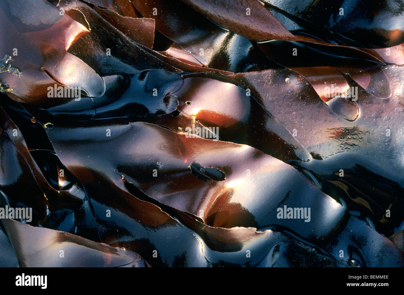 Brown algae (Phaeophyceae) on beach at low tide, Europe Stock Photo - Alamy