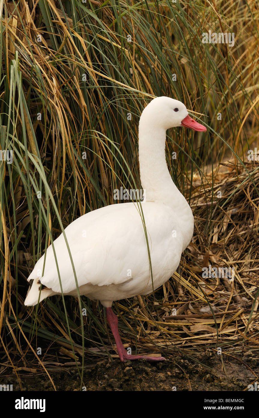 Coscoroba Swan Coscoroba coscoroba Photographed in UK Stock Photo - Alamy