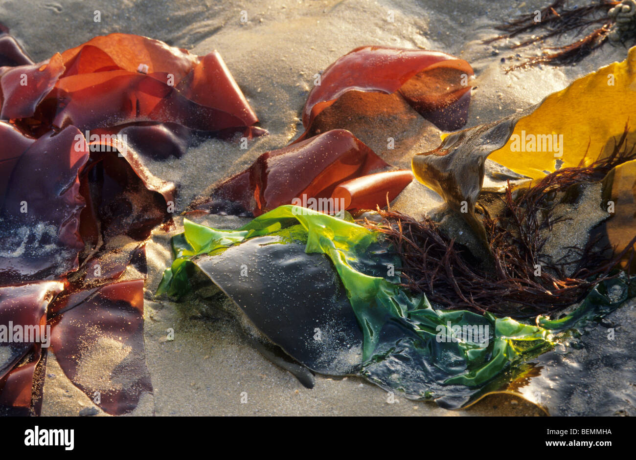 Different species of seaweed and Brown algae (Phaeophyceae) on beach at ...