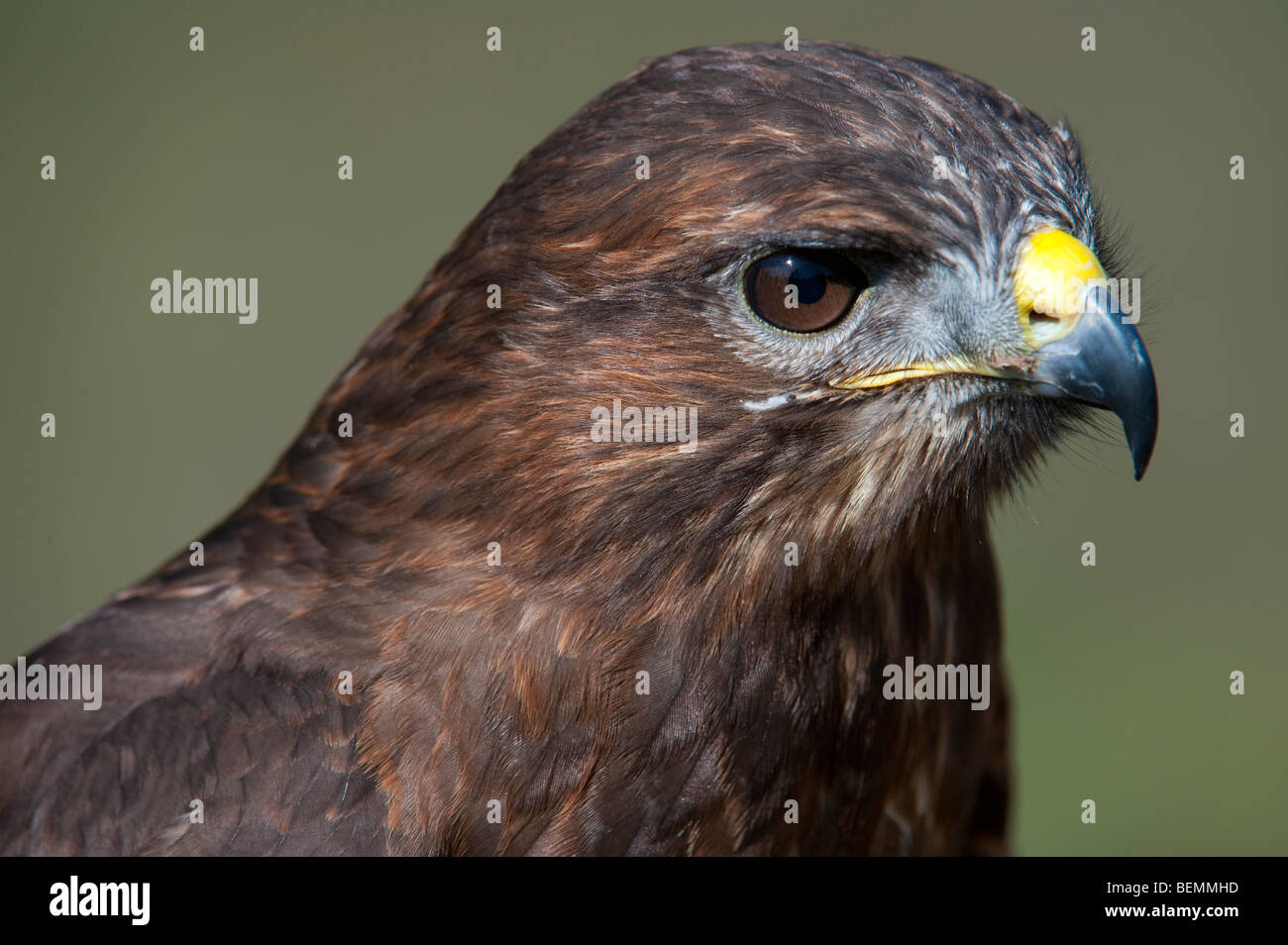 Female Buzzard High Resolution Stock Photography and Images - Alamy