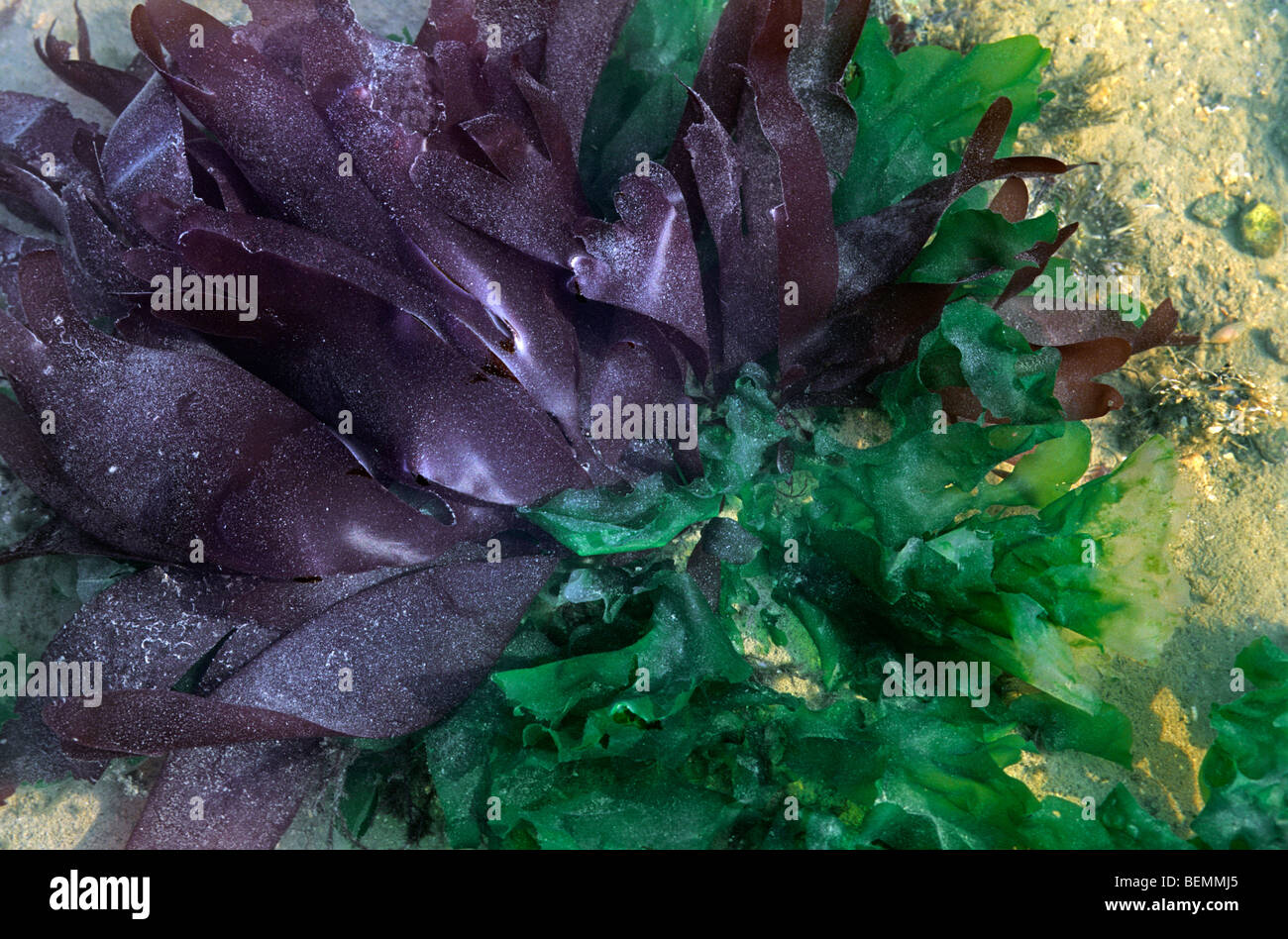 Chlorophyceae hi-res stock photography and images - Alamy