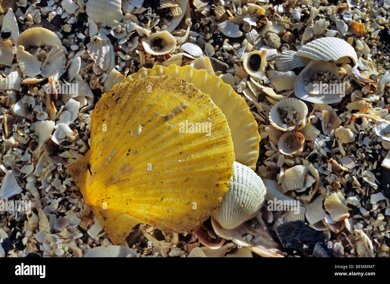 Queen scallop shell uk hi-res stock photography and images - Alamy