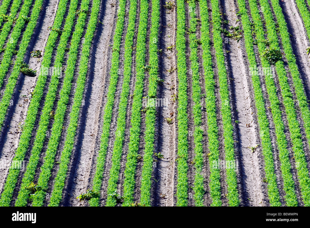 Rows of vegetables in field on farmland Stock Photo - Alamy