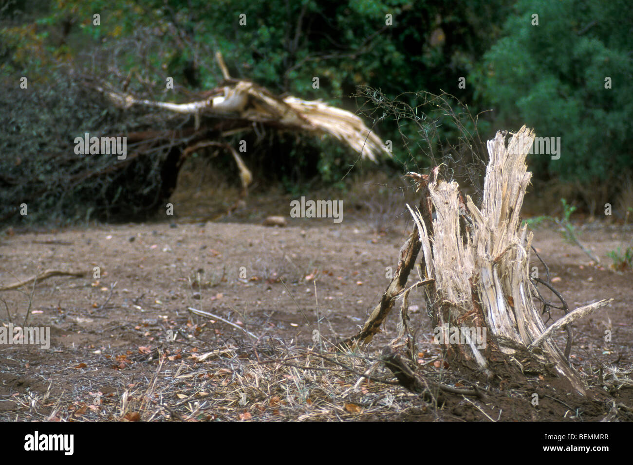Snapped tree, damage by African elephant (Loxodonta africana), Kruger ...