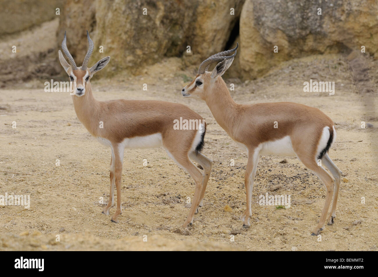 Gazella dorcas hi-res stock photography and images - Alamy