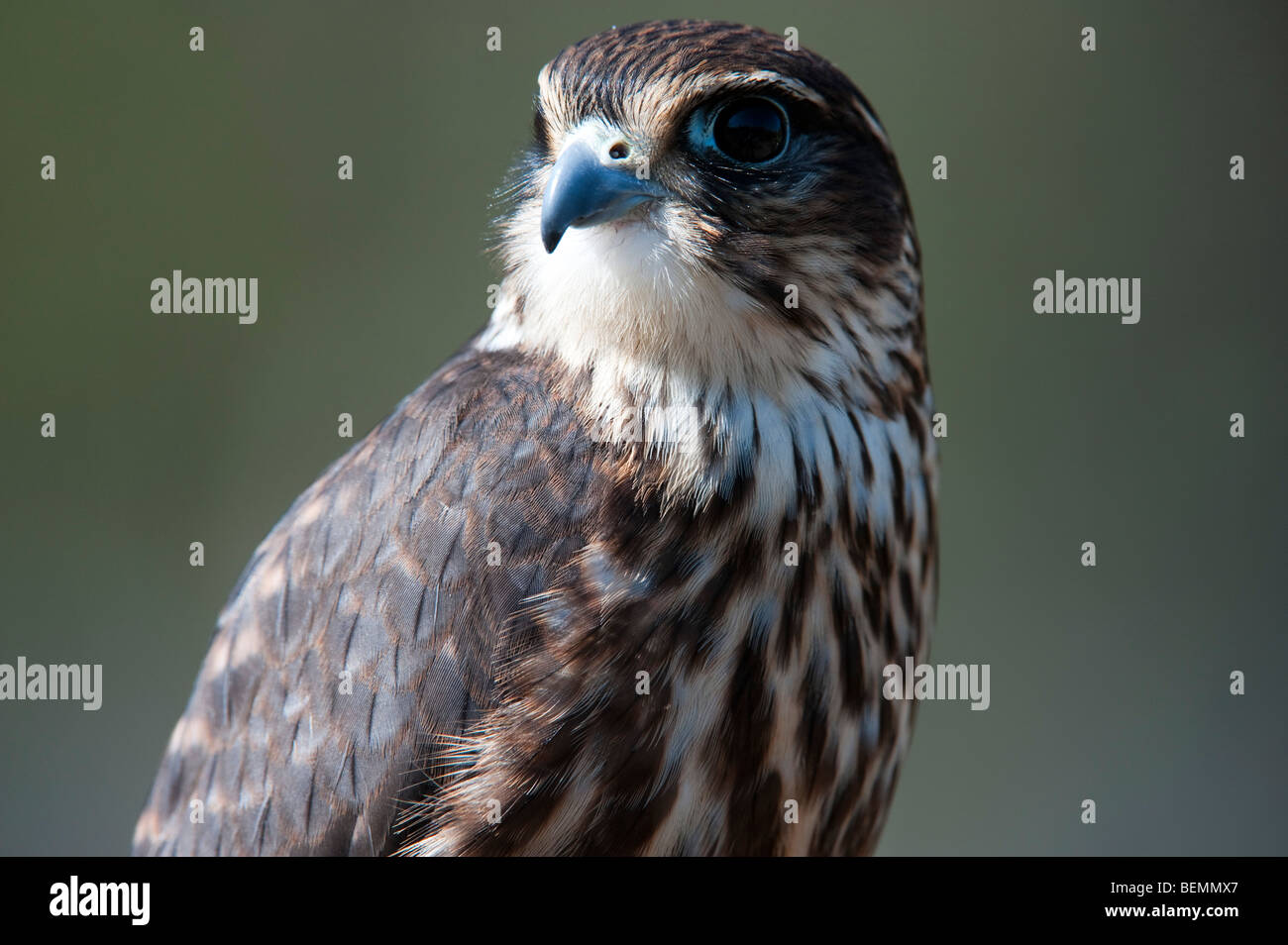 Wild merlin hi-res stock photography and images - Alamy