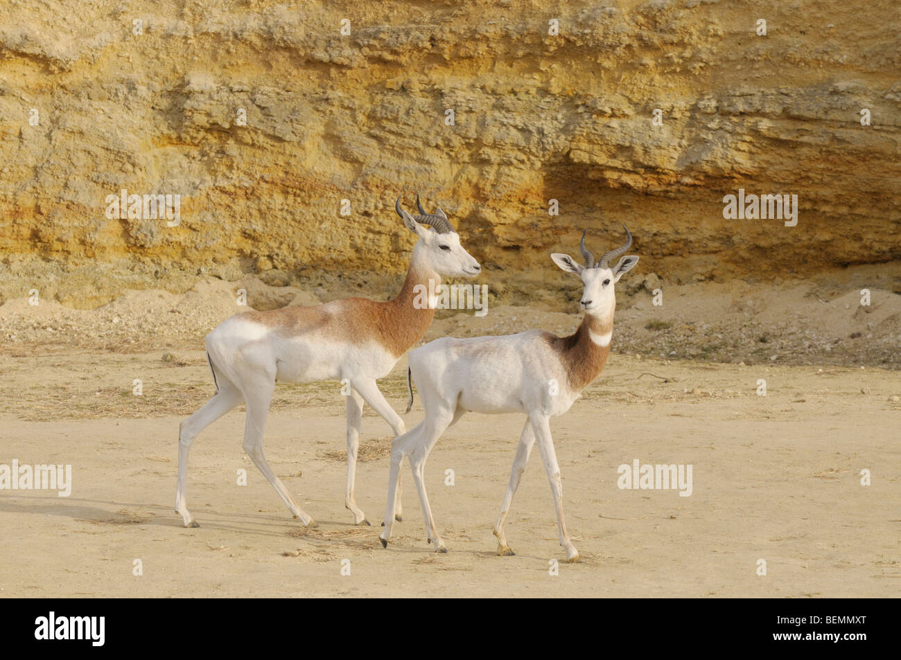 Dama Gazelle Nanger dama Stock Photo - Alamy