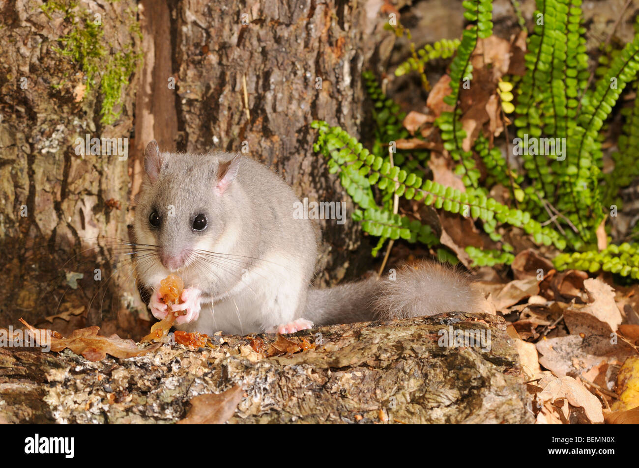 Edible dormouse glis glis hi-res stock photography and images - Alamy