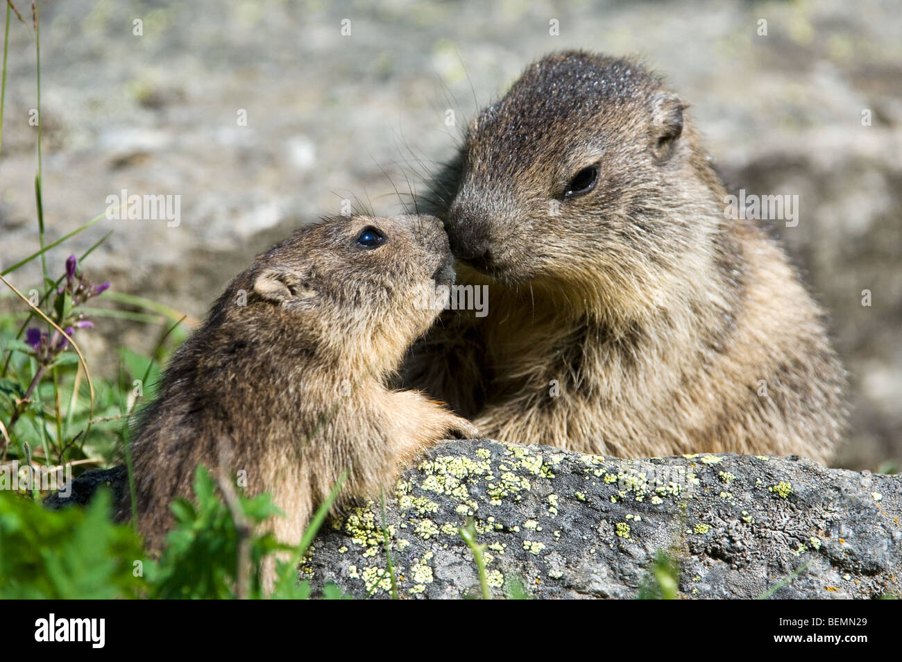Marmota marmota alps babies hi-res stock photography and images - Alamy