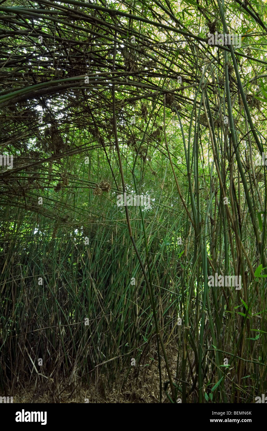 Hedge bamboo (Bambusa multiplex), Asia Stock Photo - Alamy
