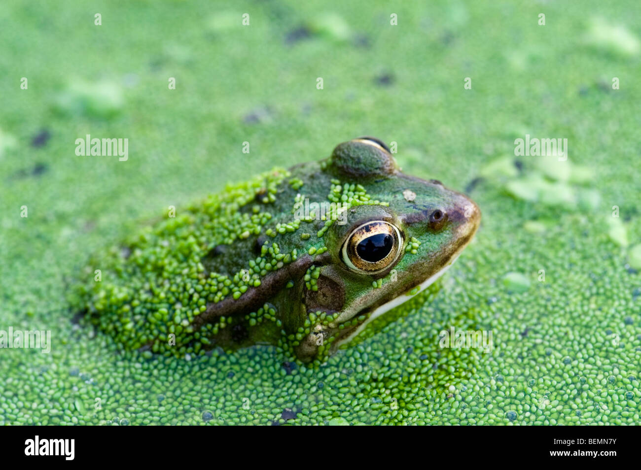 Young edible frog (Pelophylax kl. esculentus / Rana kl. esculenta) floating amongst duckweed ...