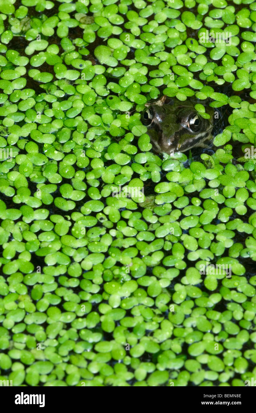 Young edible frog (Pelophylax kl. esculentus / Rana kl. esculenta ...