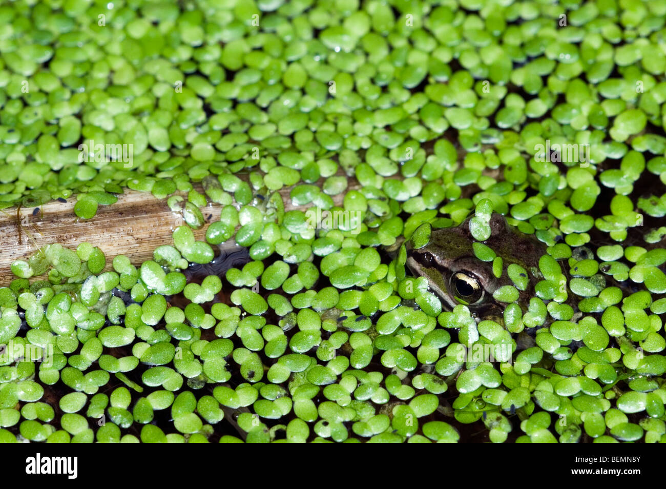 Young edible frog (Pelophylax kl. esculentus / Rana kl. esculenta) floating amongst duckweed ...