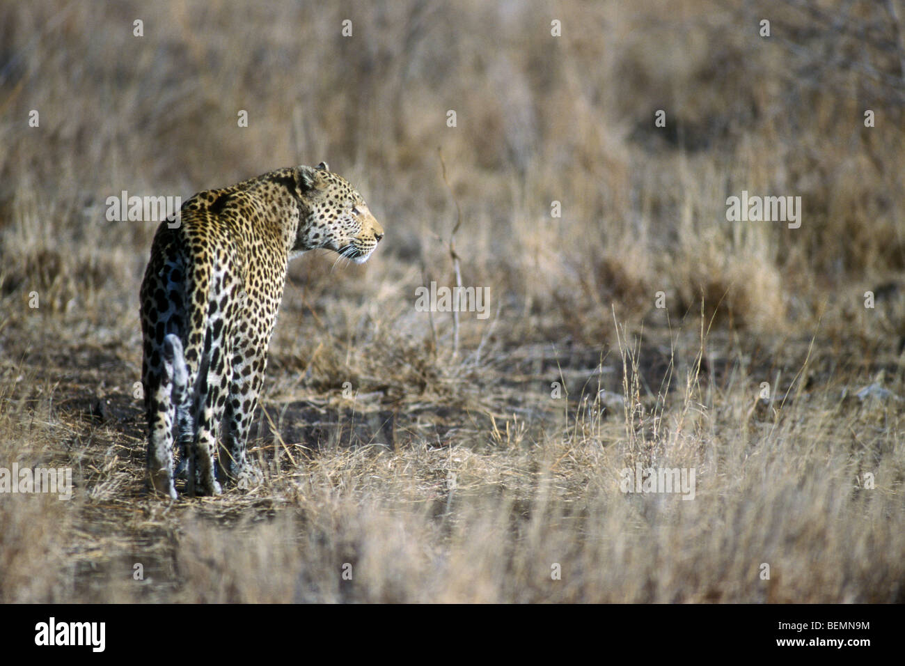 African leopard (Panthera pardus) hunting on the savannah, Kruger ...