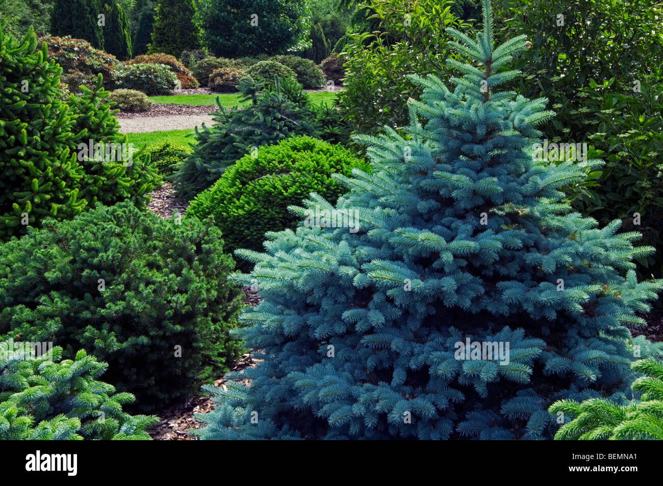 Blue spruce (Picea pungens), native to the Rocky Mountains, North ...