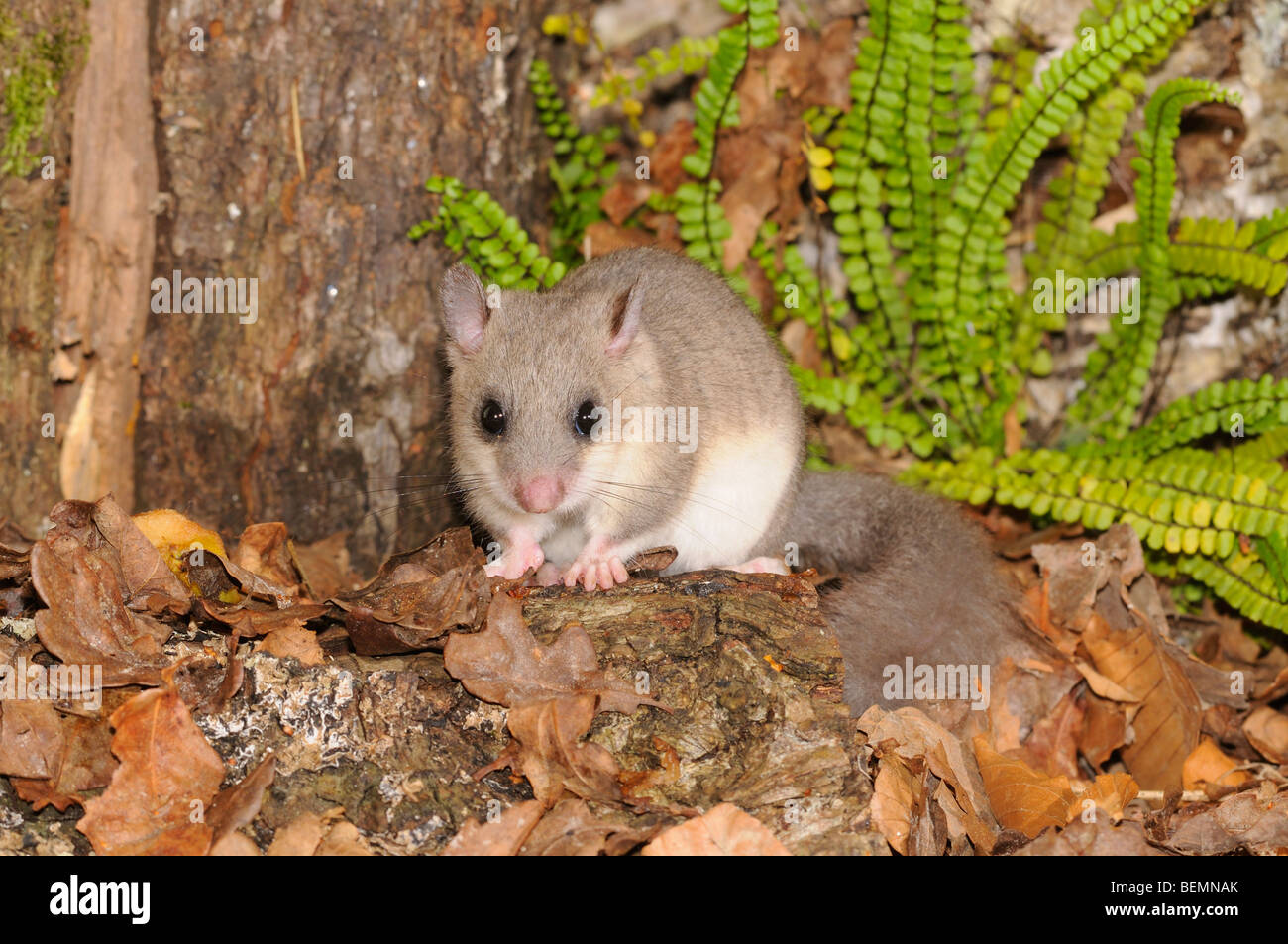 Edible Dormouse Glis glis Photographed in France Stock Photo - Alamy