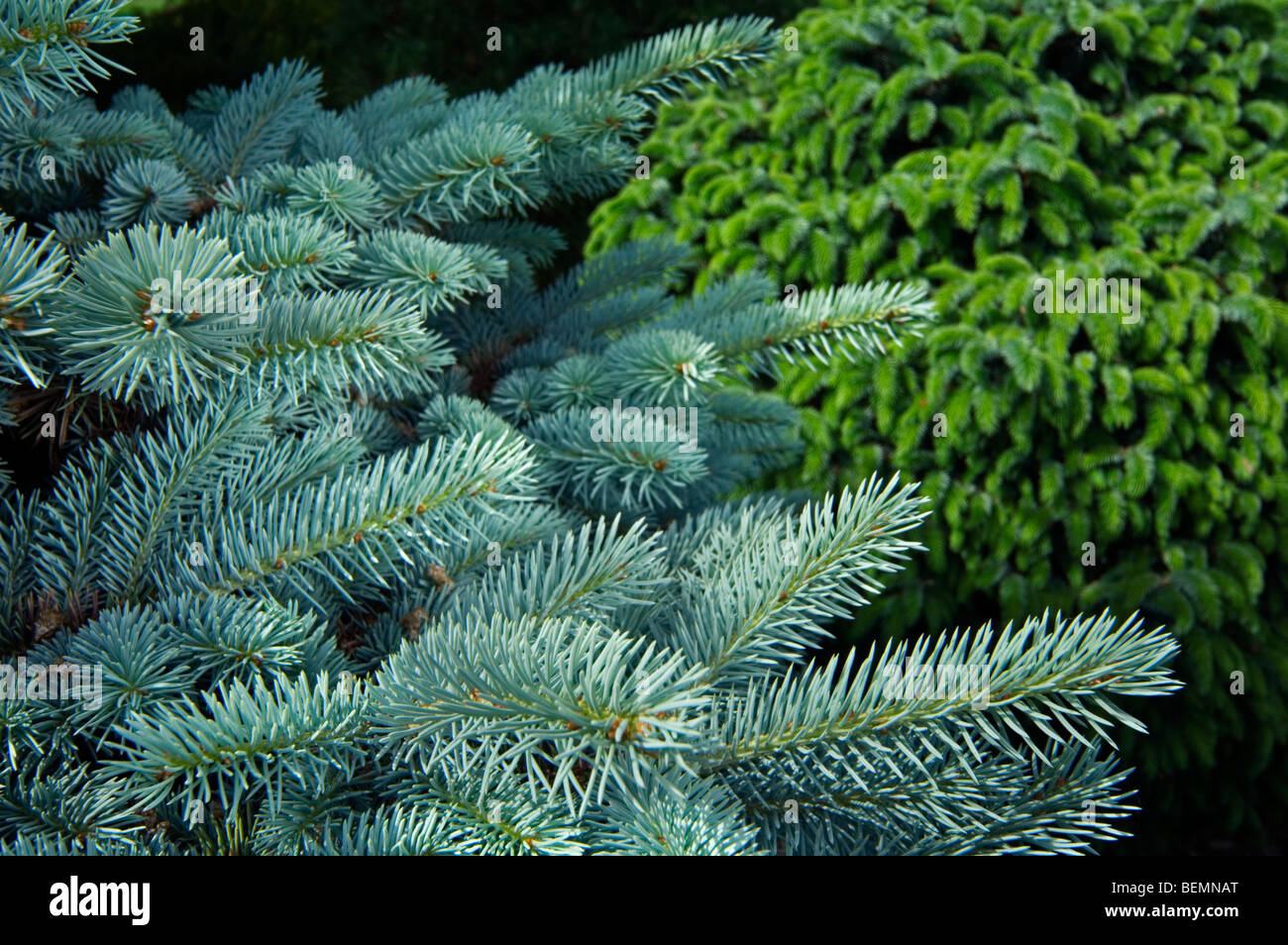 Blue spruce (Picea pungens) close up of the needles, Rocky Mountains ...