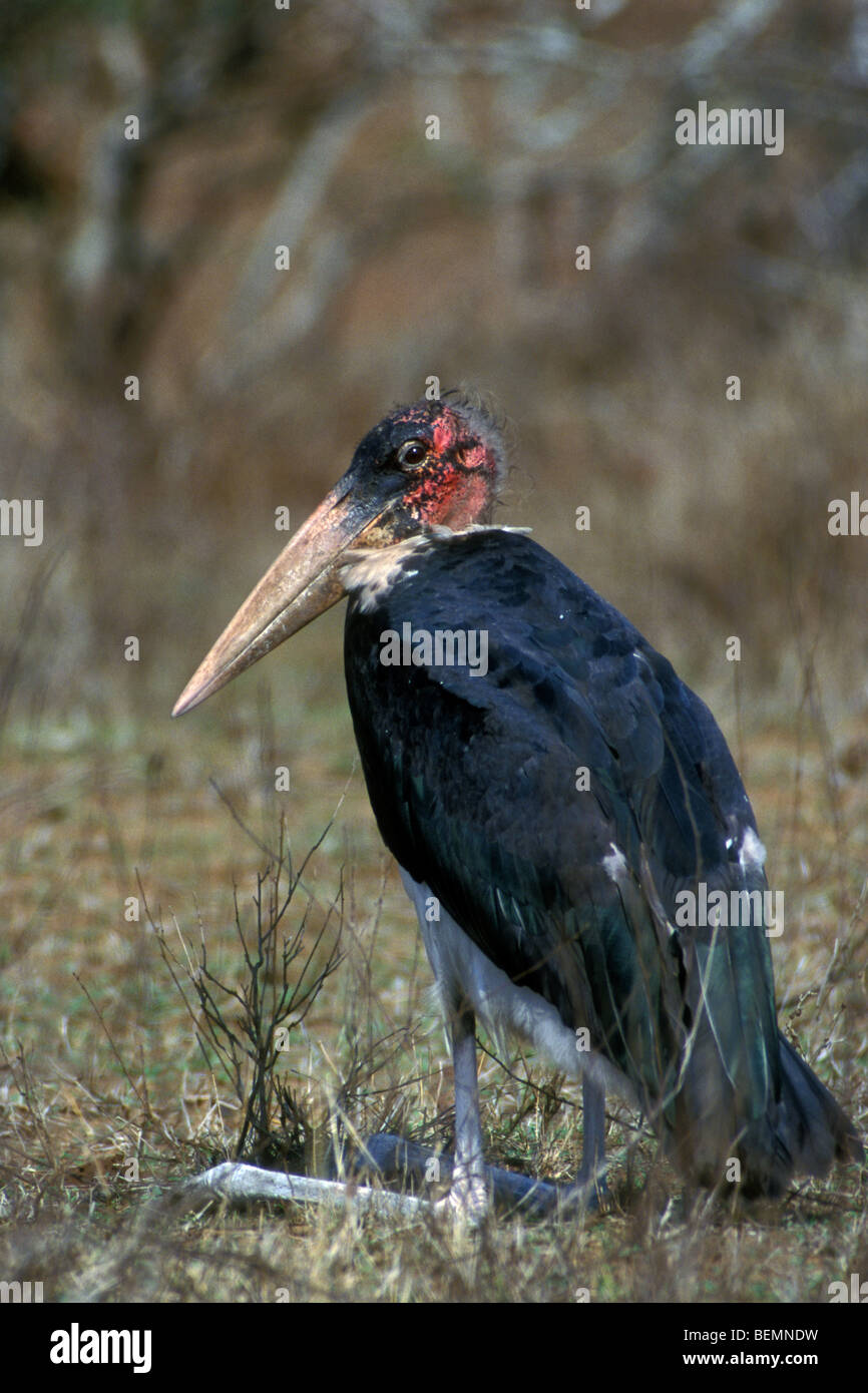 Marabou stork (Leptoptilos crumeniferus) in sitting position in the ...