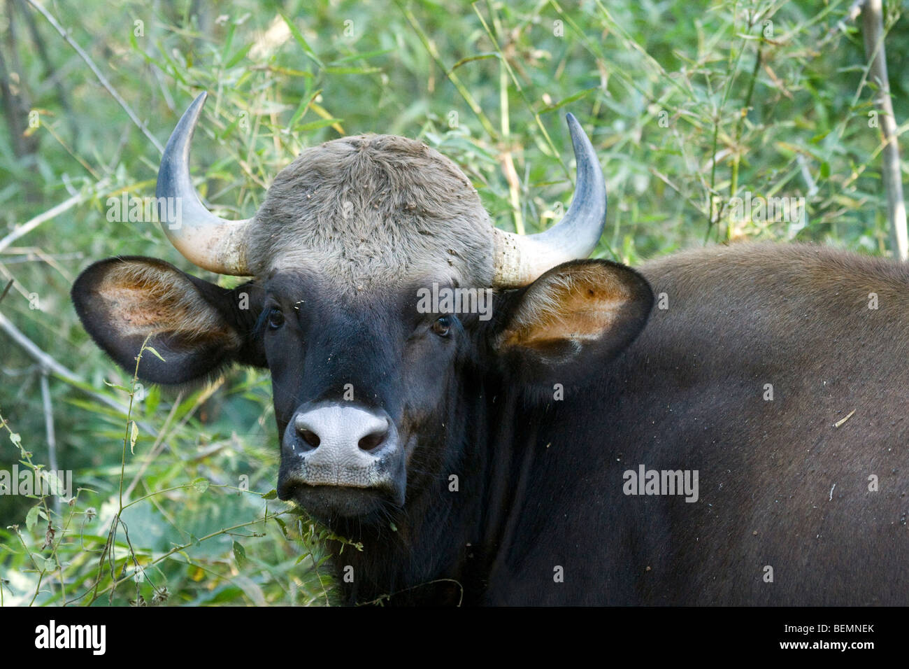 Gaur, Indian Bison, Bos gaurus, Khana National Park, India Stock Photo ...