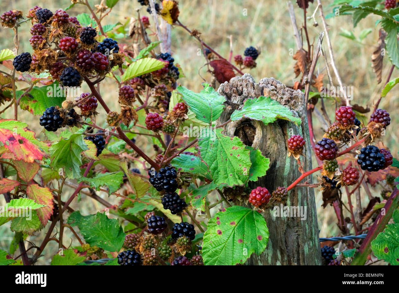 Blackberries ripening on Bramble bush (Rubus fruticosus) La Brenne ...