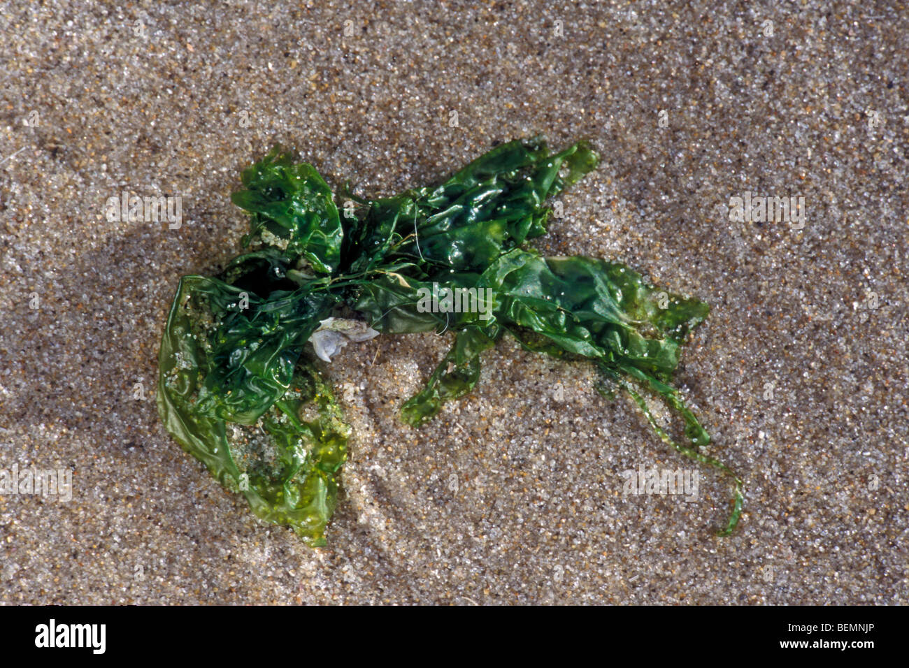 Sea lettuce (Ulva lactuca) on beach, Belgium Stock Photo - Alamy