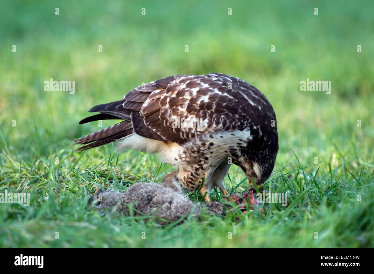 Flesh eating birds hi-res stock photography and images - Alamy