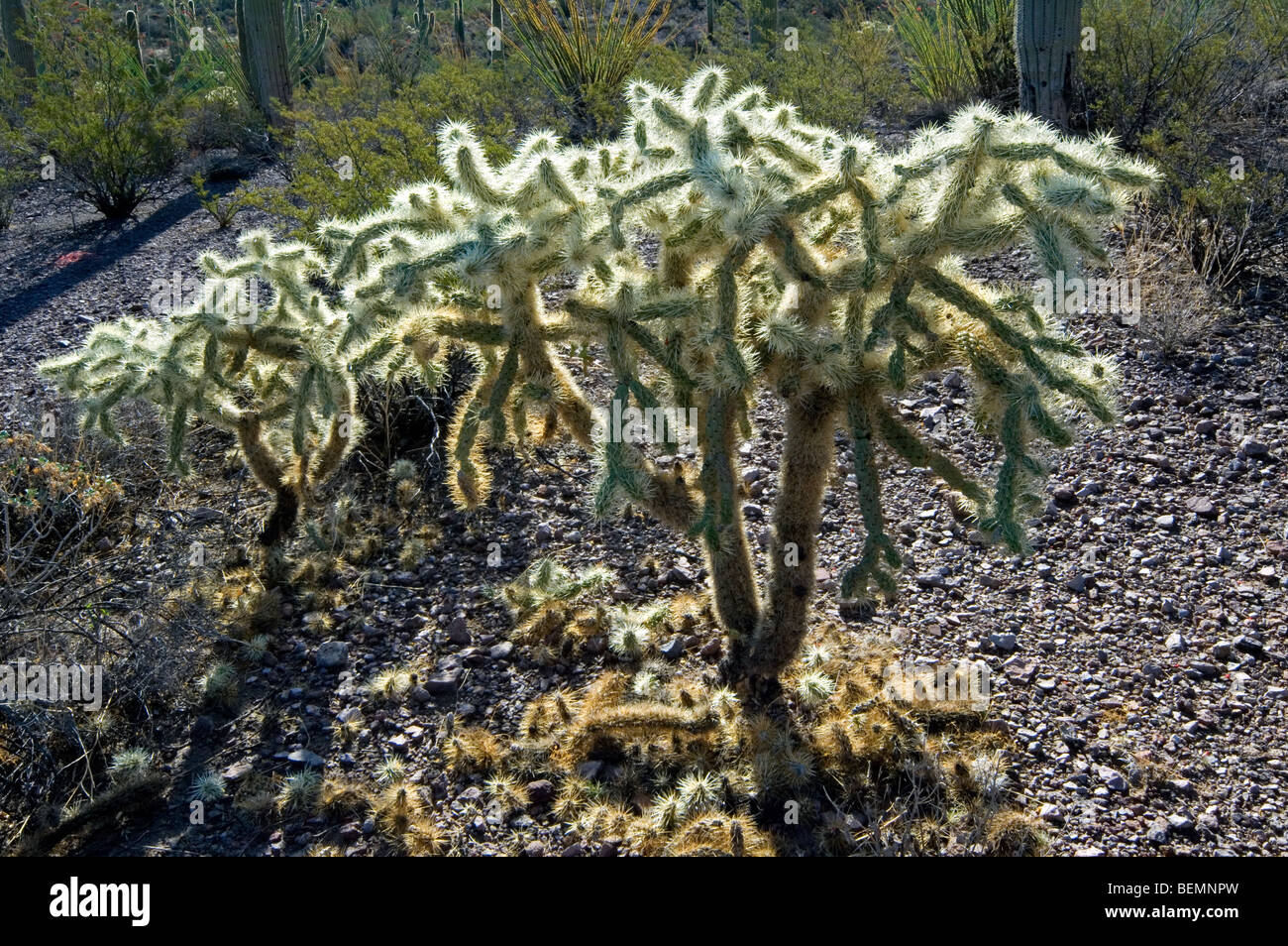 Hanging chain fruit / Jumping cholla (Cylindropuntia fulgida), Organ ...