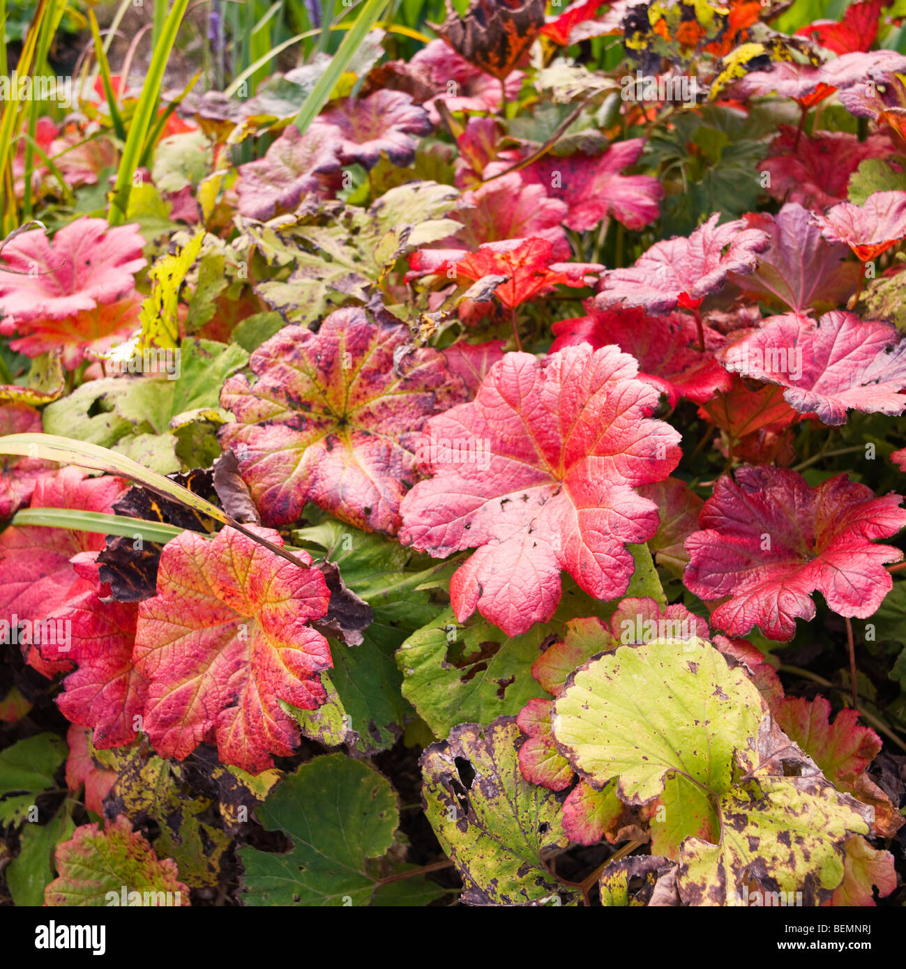 autumn foliage, garden border Stock Photo - Alamy