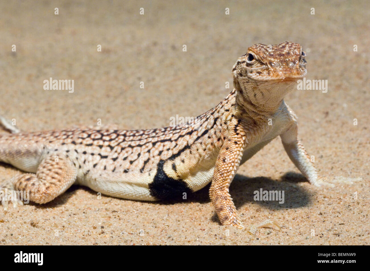 Sonoran fringe-toed lizard / Yuman Desert Fringe-toed lizard (Uma rufopunctata) in the Sororan ...