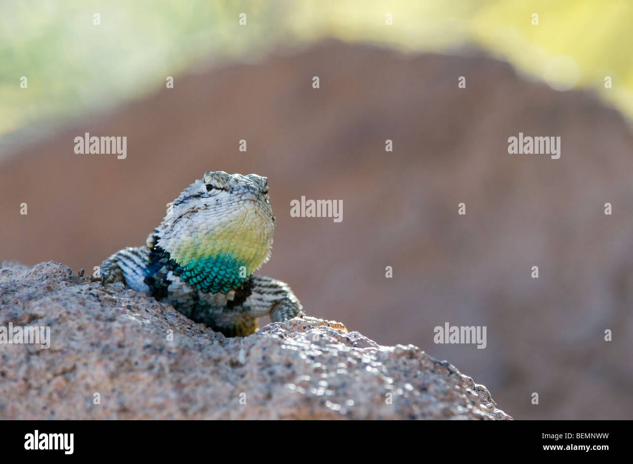 Close up of male desert spiny lizard (Sceloporus magister) showing ...