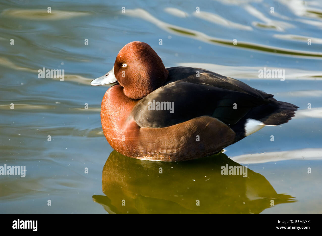 Ferruginous duck (Aythya nyroca), Europe Stock Photo - Alamy