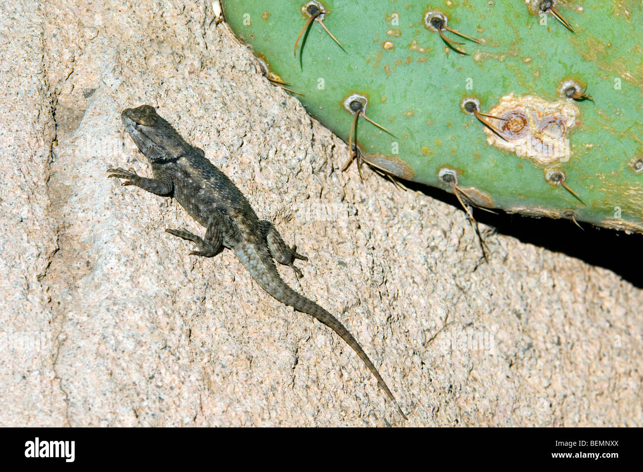Desert spiny lizard (Sceloporus magister) sunning on rock, Saguaro ...