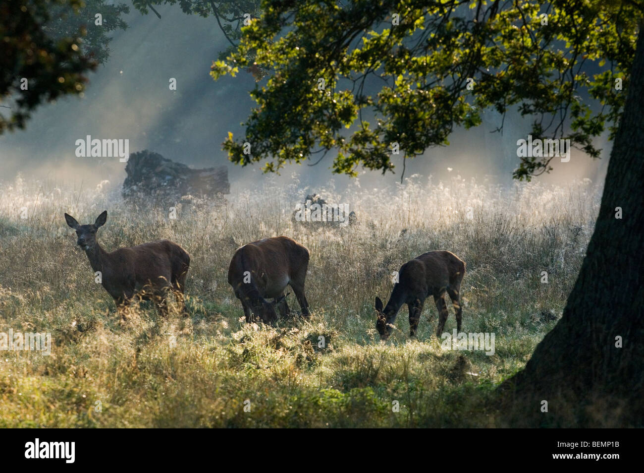 Mist deer hi-res stock photography and images - Alamy
