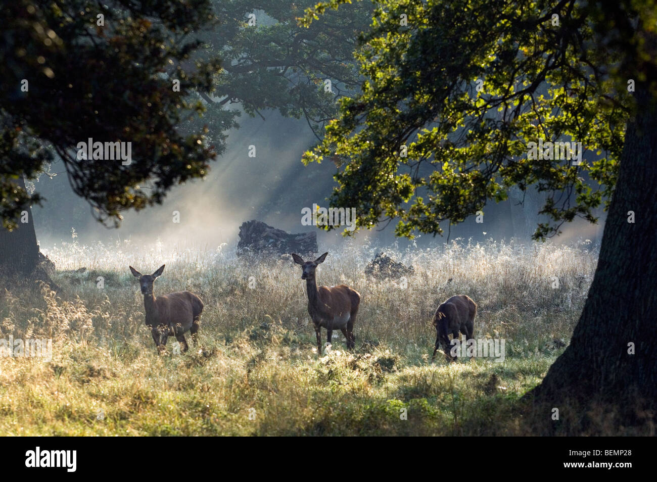 Deer forest mist hi-res stock photography and images - Alamy